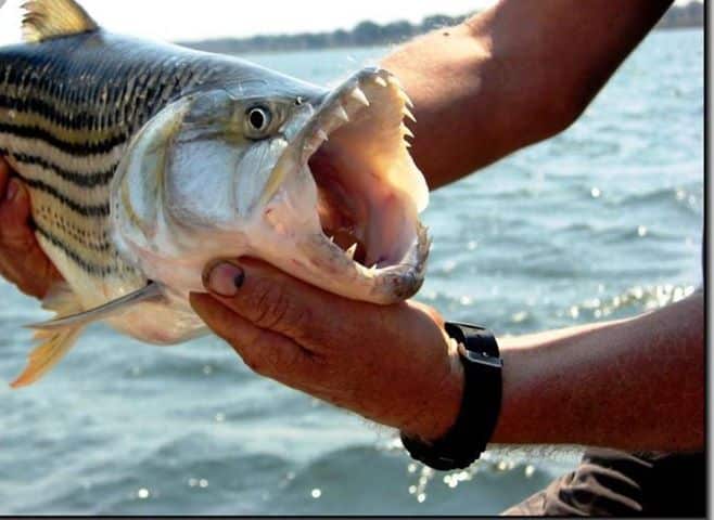 Creek / Sea Fishing (Halve Of Hele Dag) - River Gambia Tours